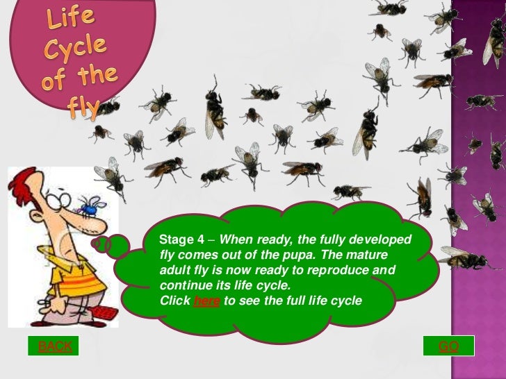 Life cycle of a fly