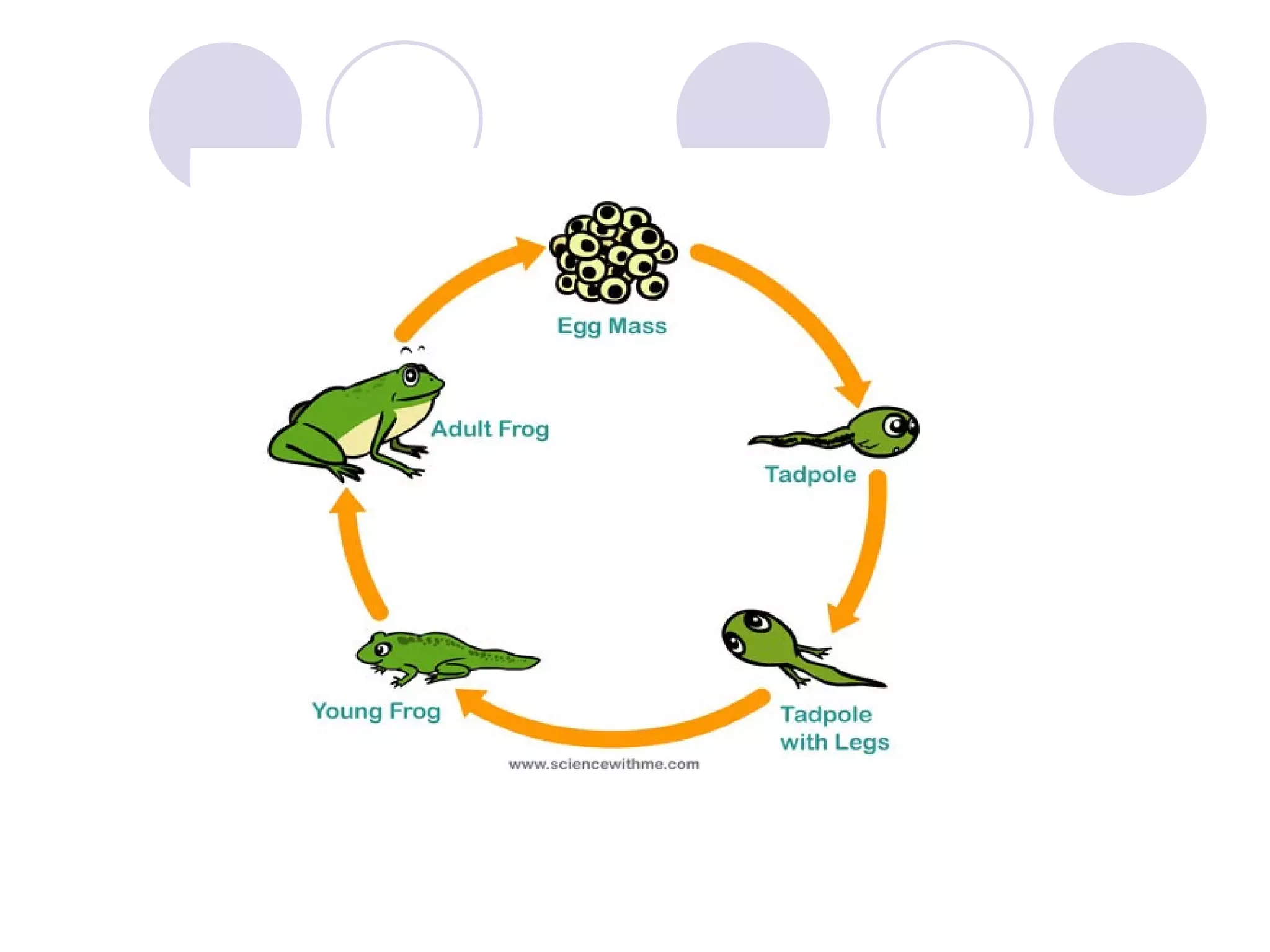 Life cycle of a frog | PPT