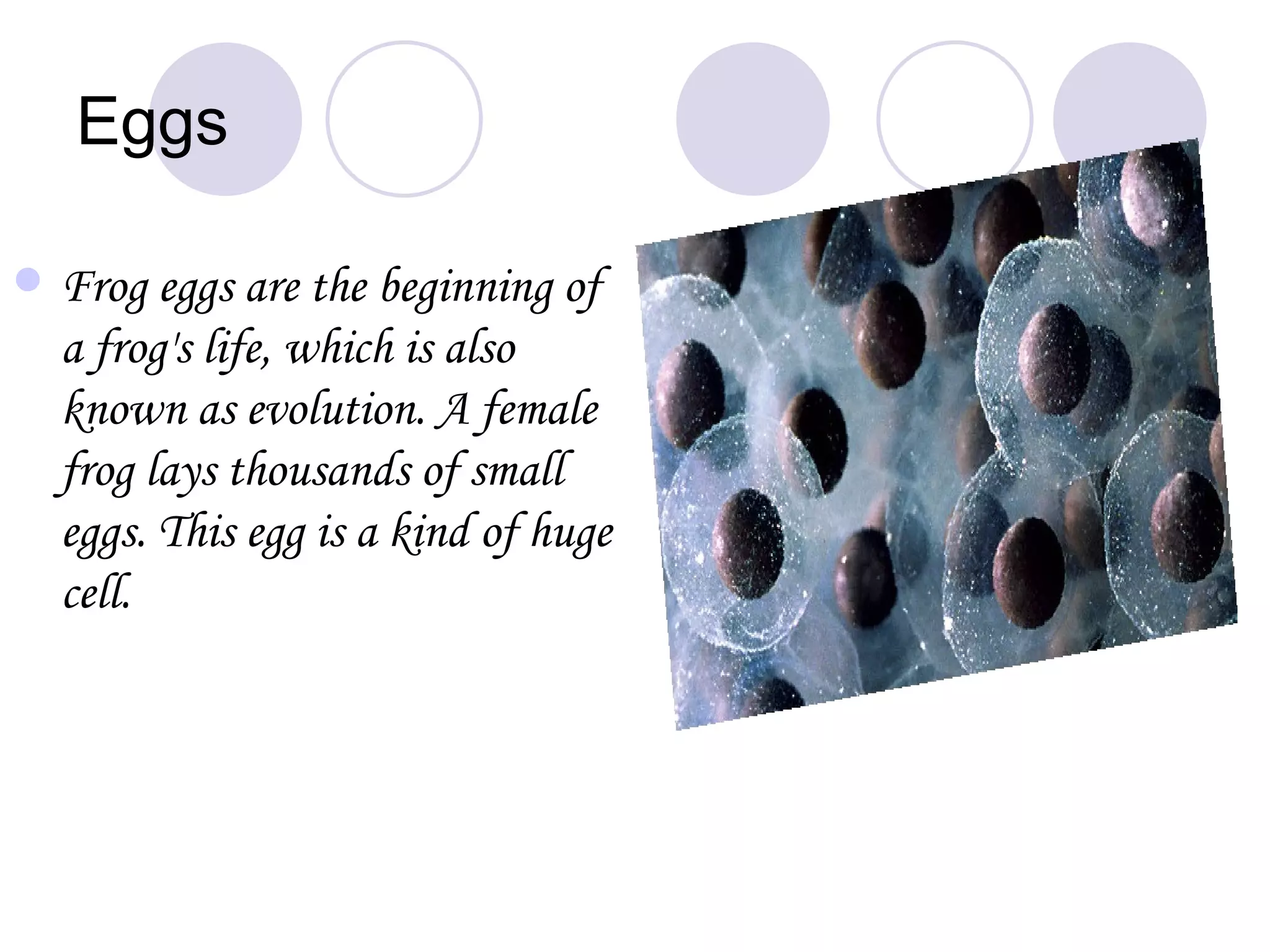 Life cycle of a frog | PPT