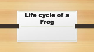 Life cycle of a Frog.pptx