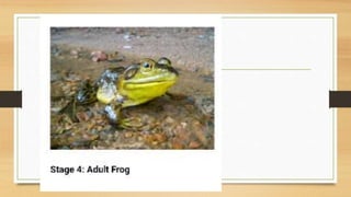 Life cycle of a Frog.pptx