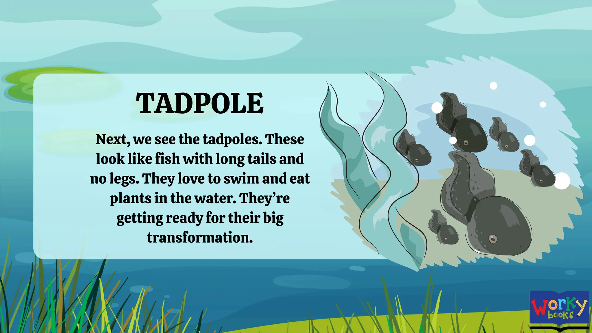 Explore the Life Cycle of a Frog | Workybooks | PDF