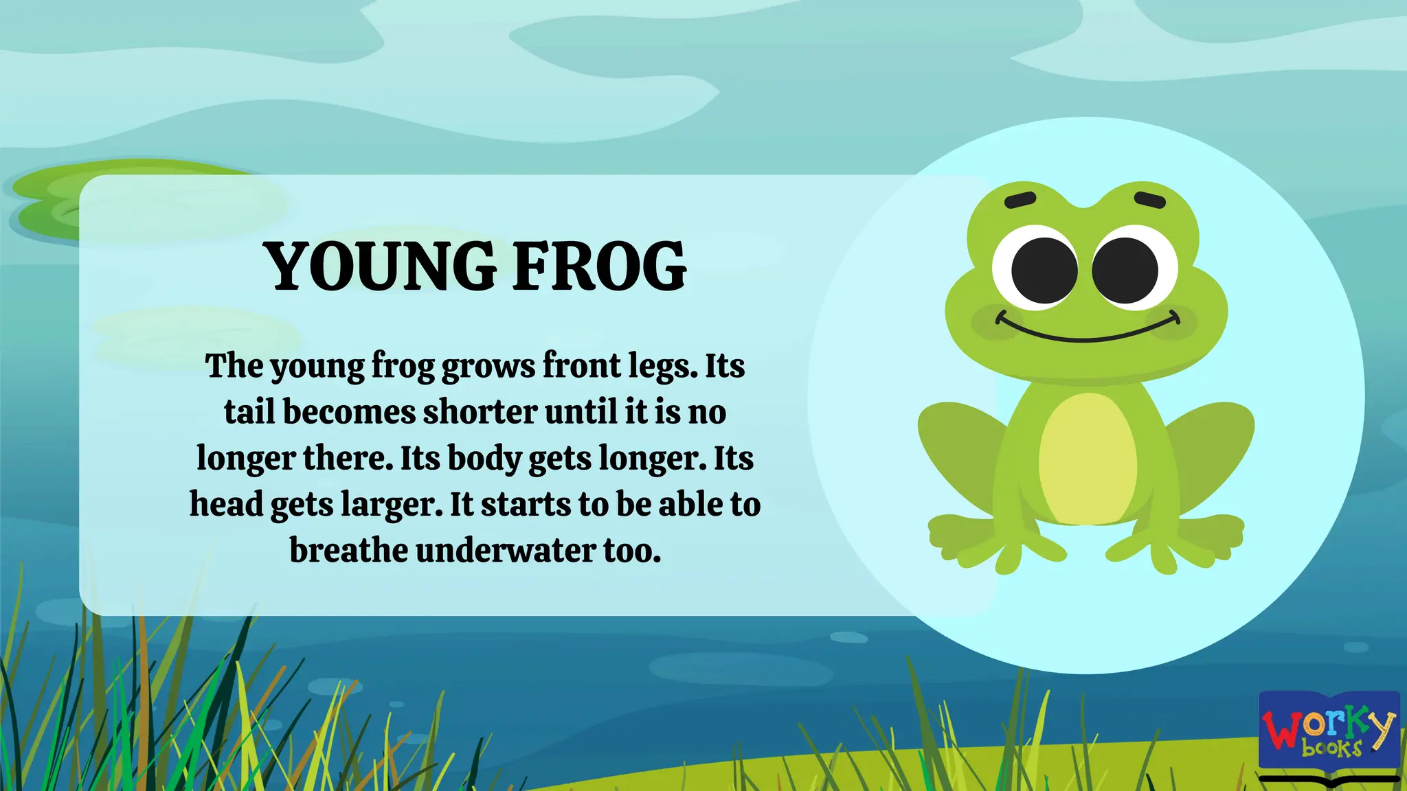 Explore the Life Cycle of a Frog | Workybooks | PDF