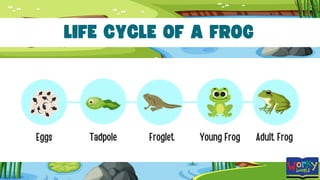 Explore the Life Cycle of a Frog | Workybooks | PDF