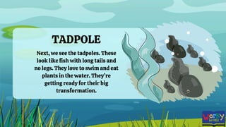 Explore the Life Cycle of a Frog | Workybooks | PDF