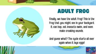 Explore the Life Cycle of a Frog | Workybooks | PDF
