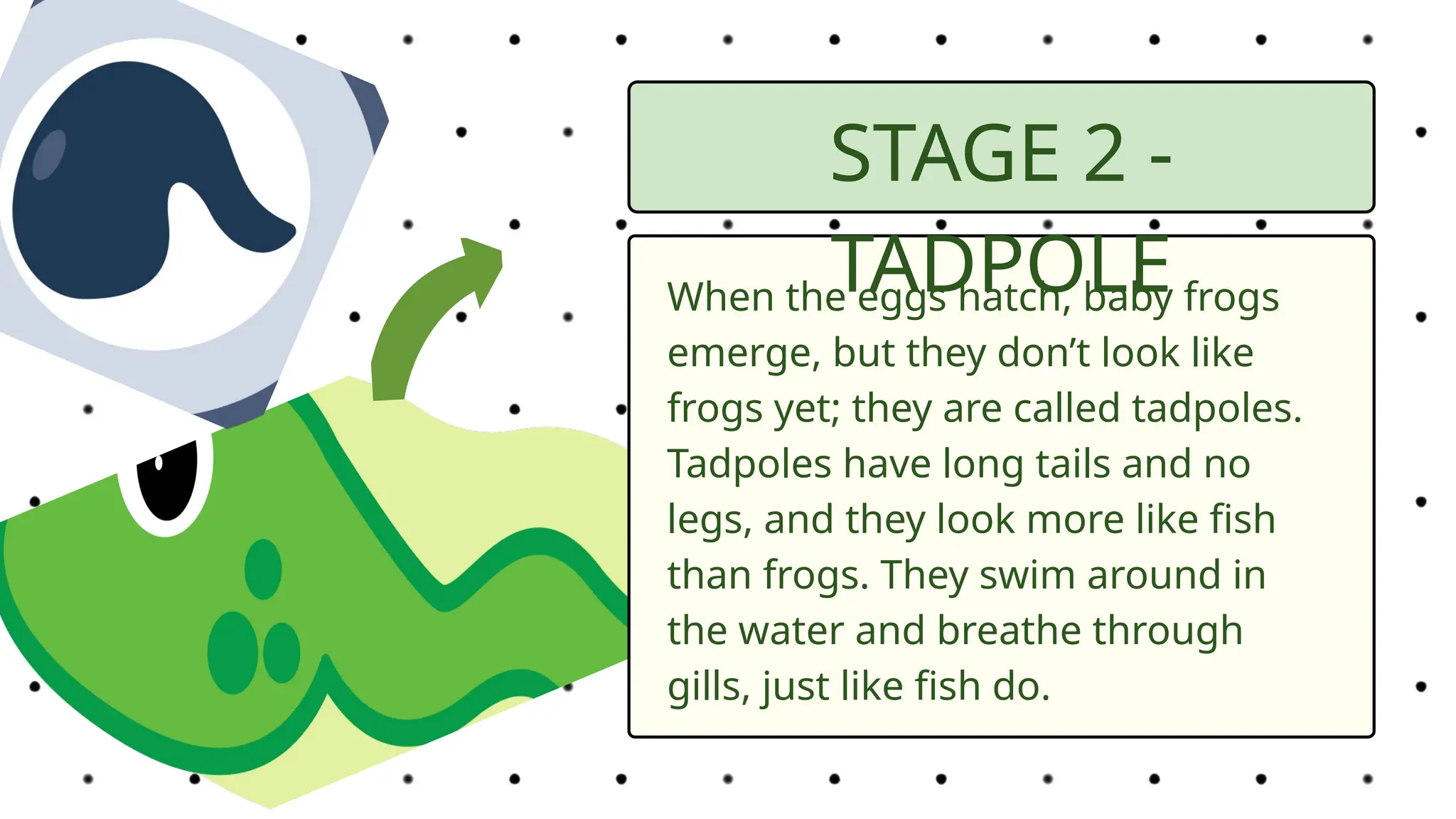 Life Cycle of a Frog Presentation 0.pptx