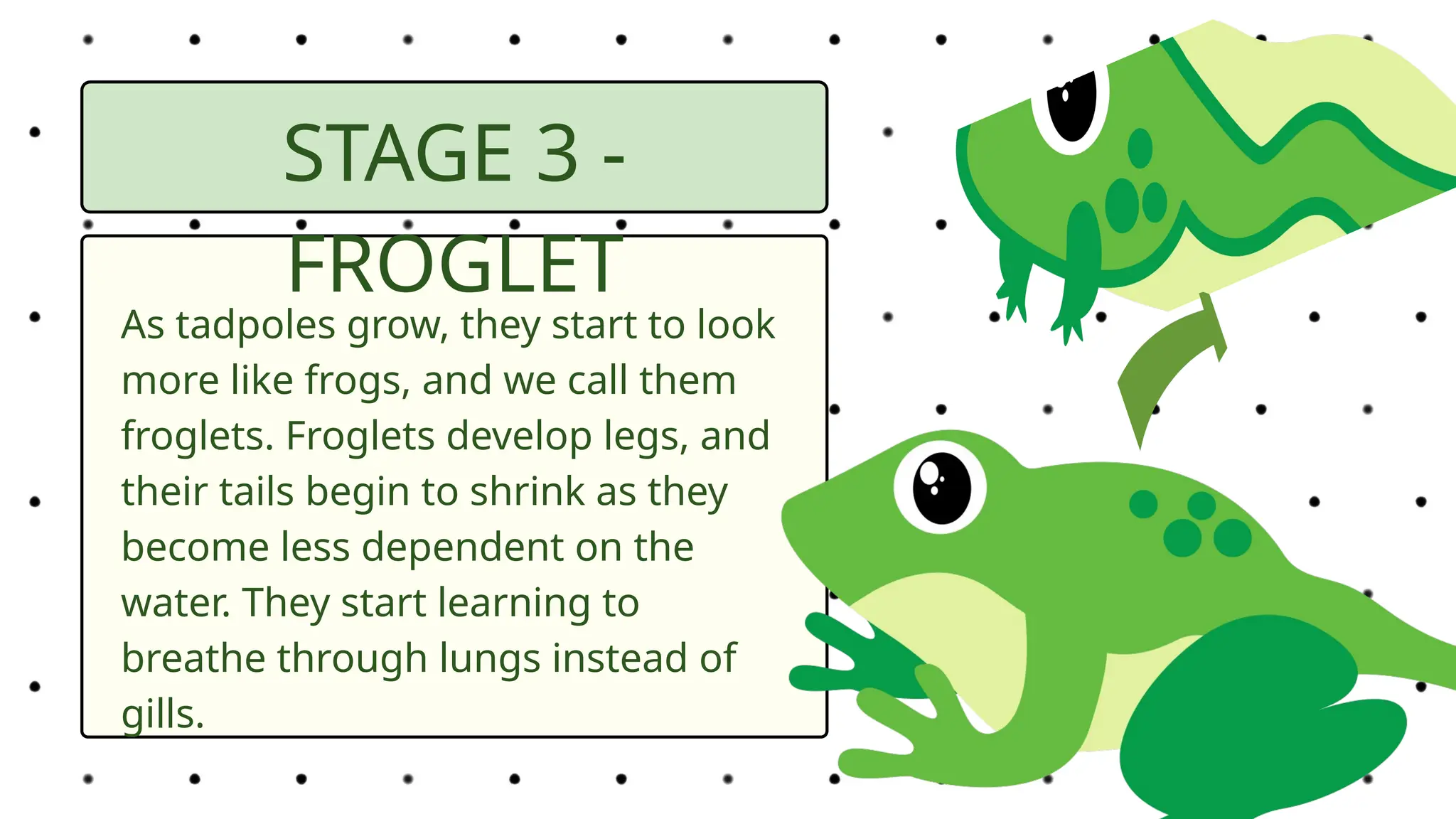 Life Cycle of a Frog Presentation 0.pptx