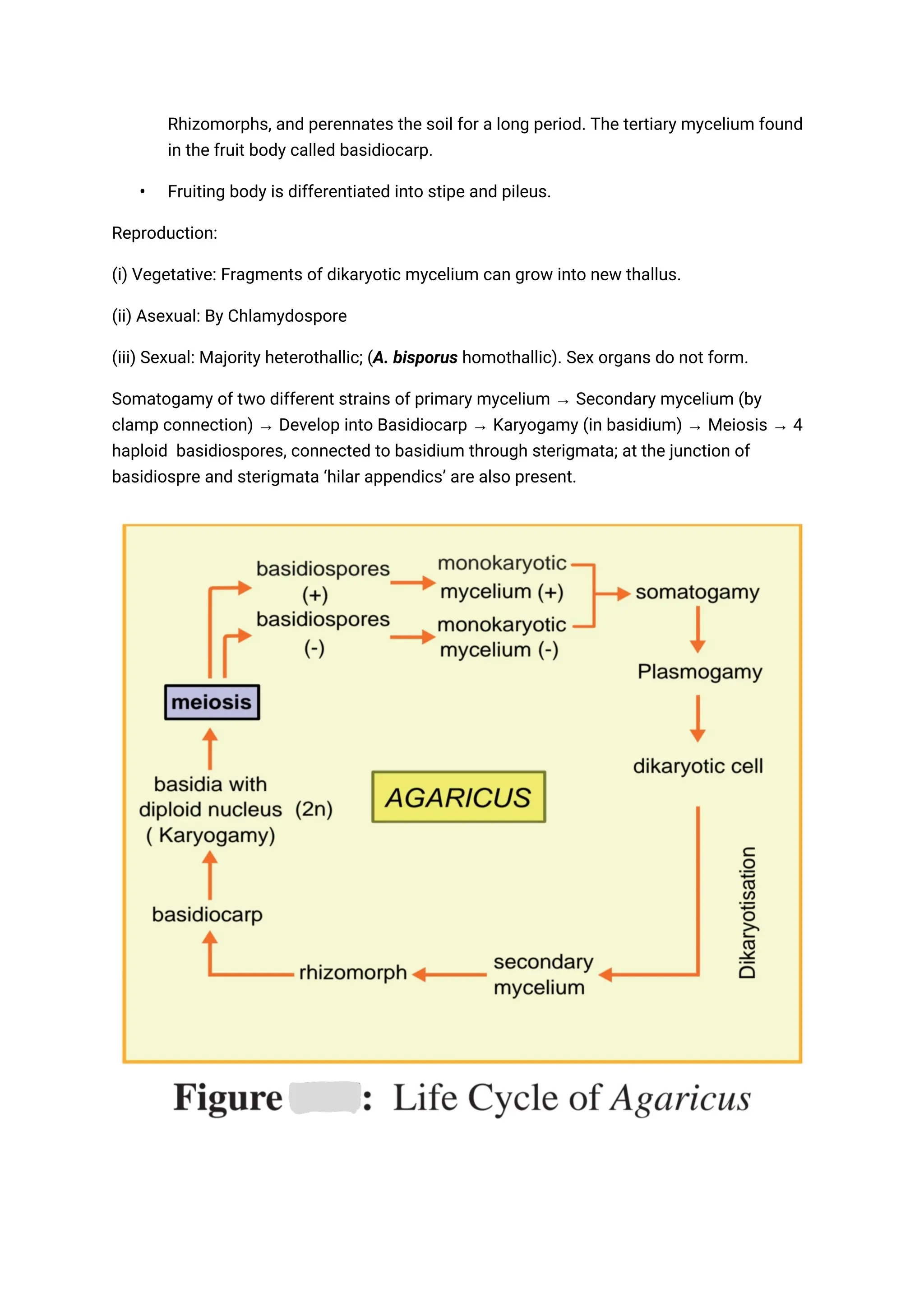 Life Cycle of Agaricus (Fungi notes).pdf