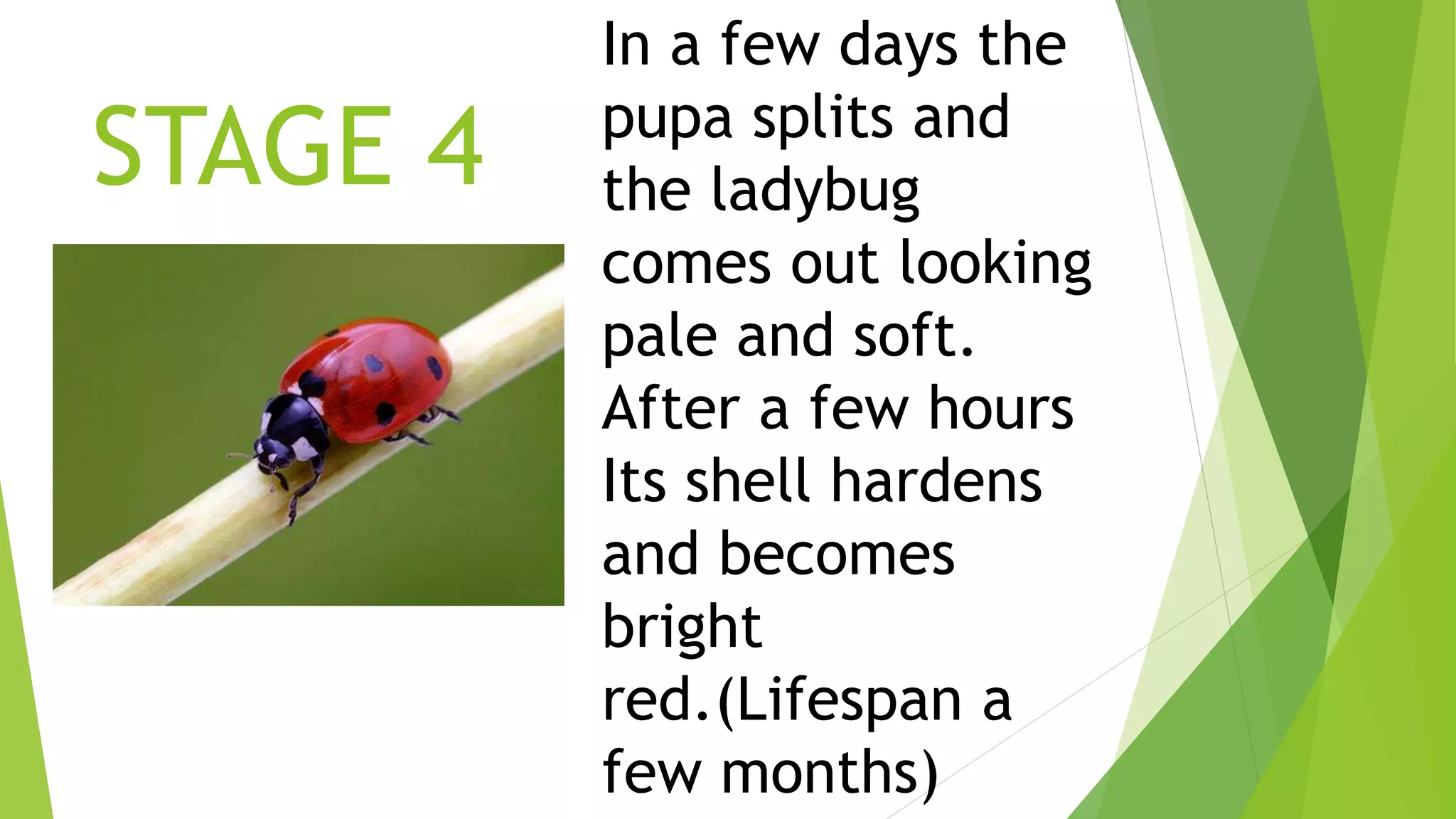 Life cycle of a ladybug diyara kumarage | PPTX