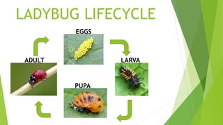 Life cycle of a ladybug diyara kumarage | PPT
