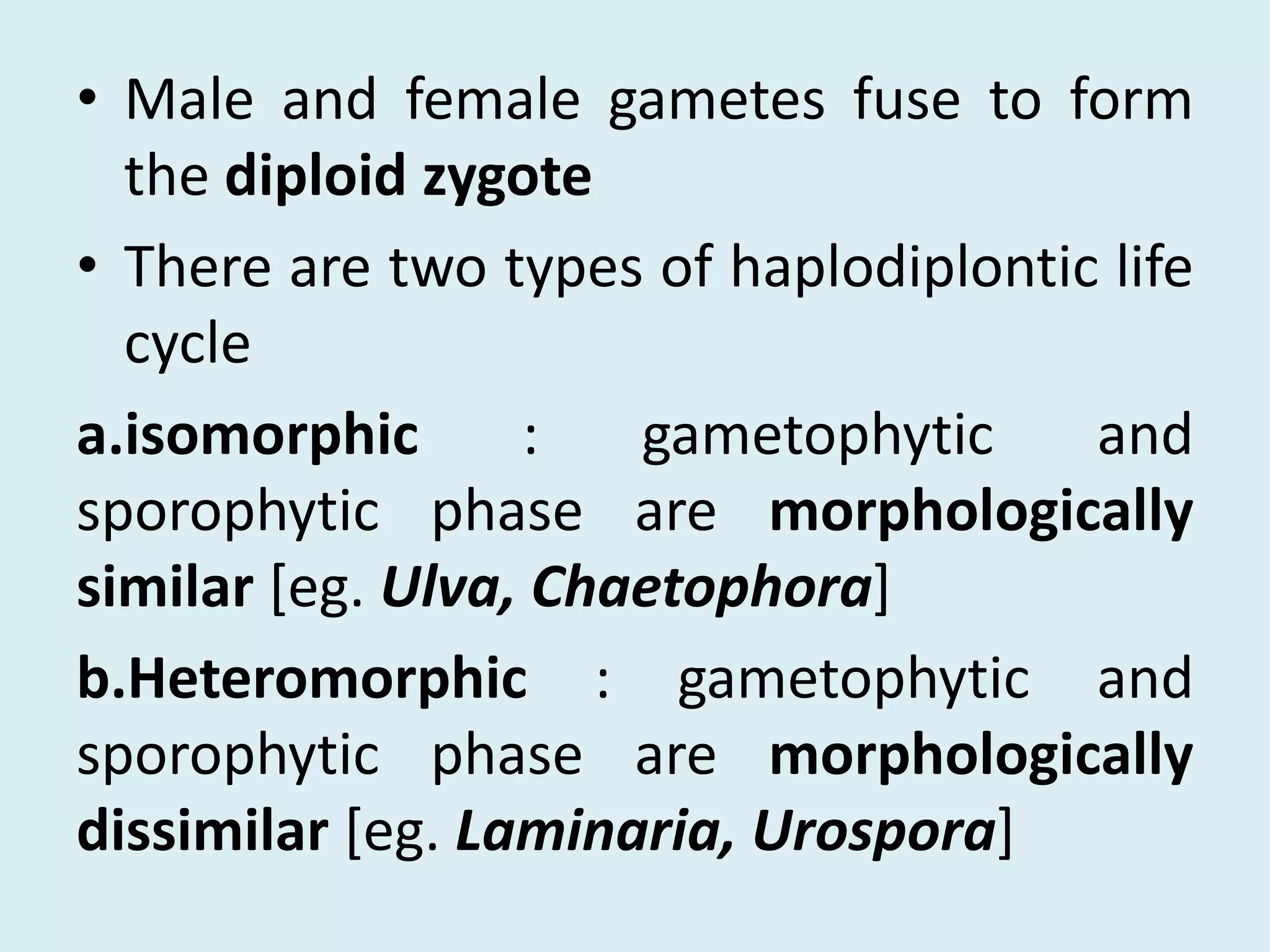 Life cycle of algae | PPTX