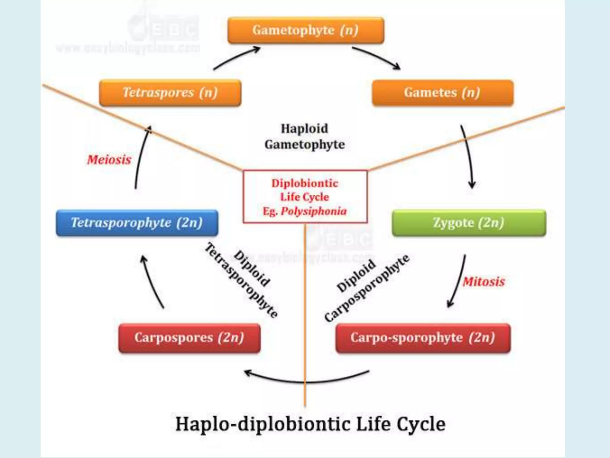 Life cycle of algae | PPTX
