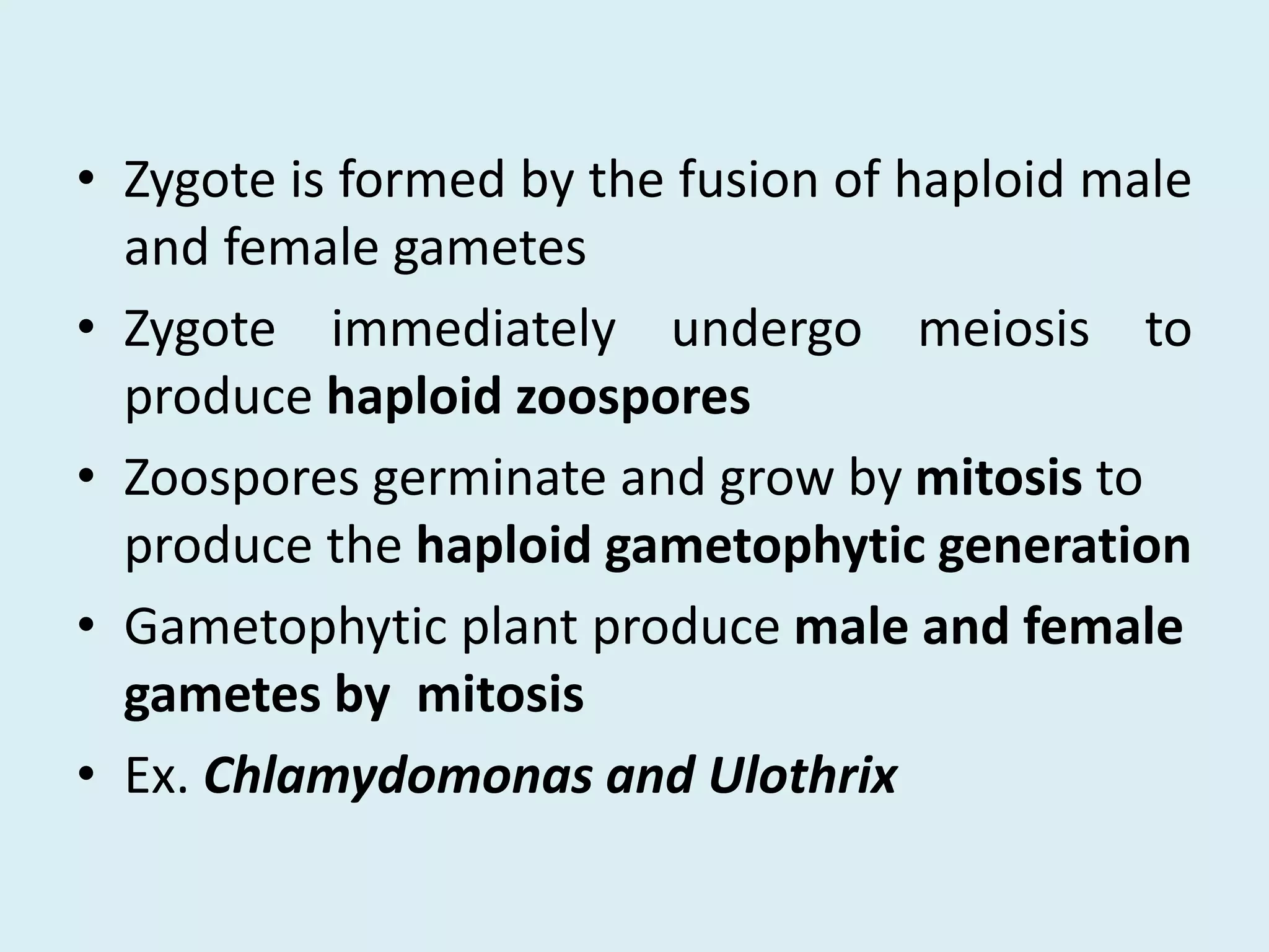 Life cycle of algae | PPTX