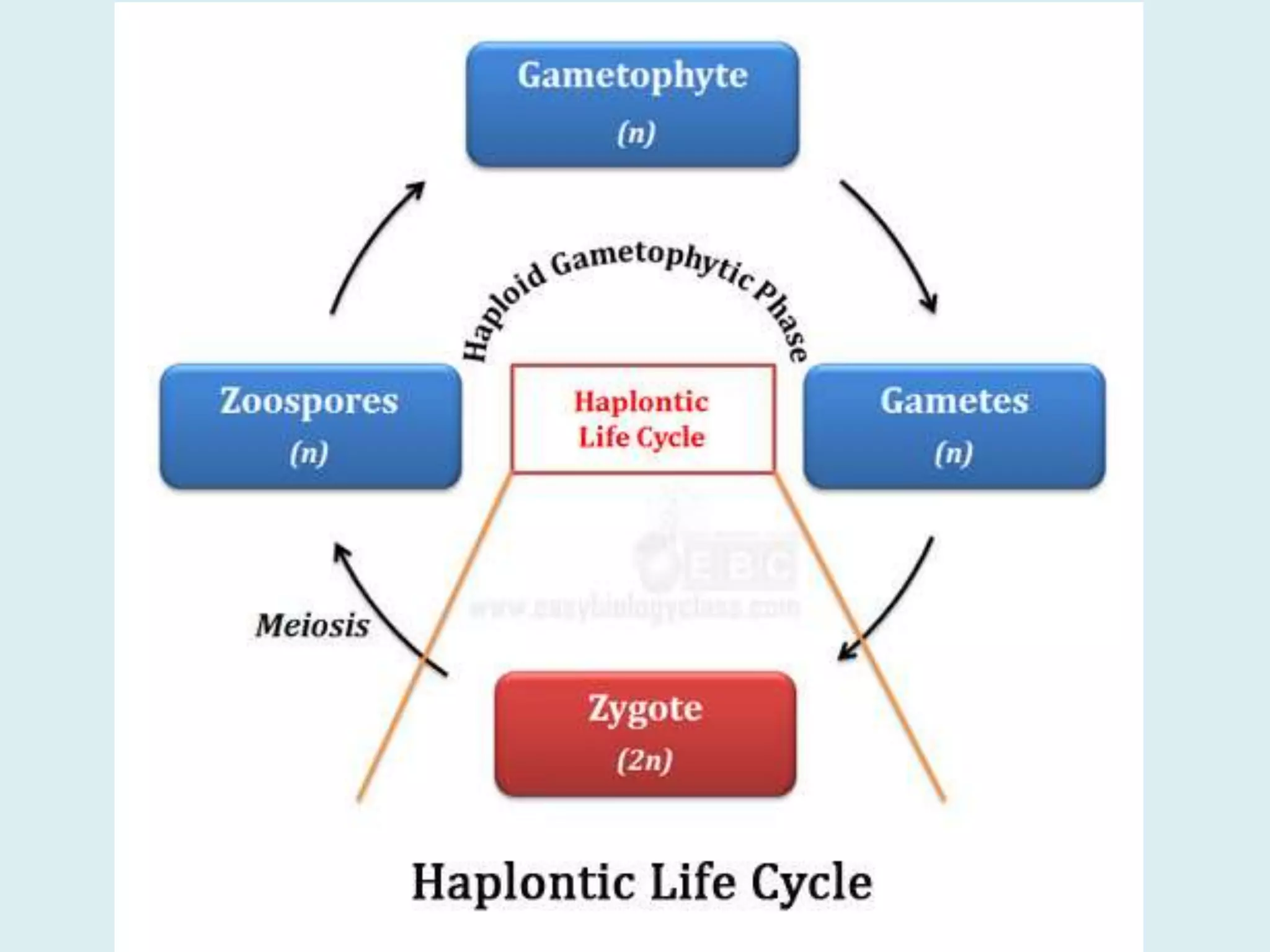 Life Cycle Of Algae Pptx