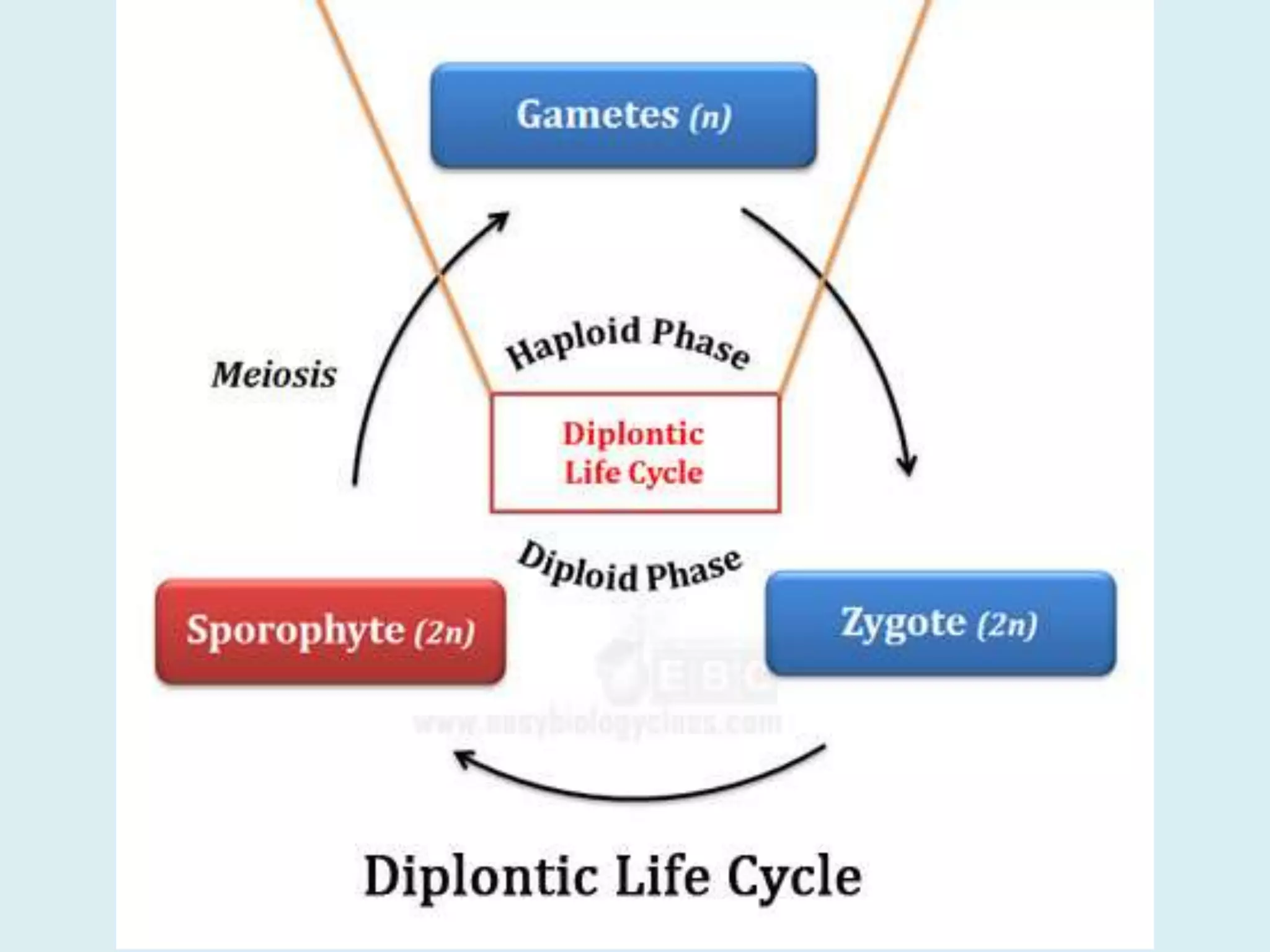 Life cycle of algae | PPTX