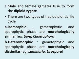 Life cycle of algae | PPTX