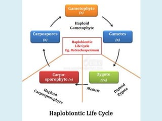 Life cycle of algae | PPTX