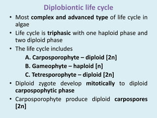 Life cycle of algae | PPTX