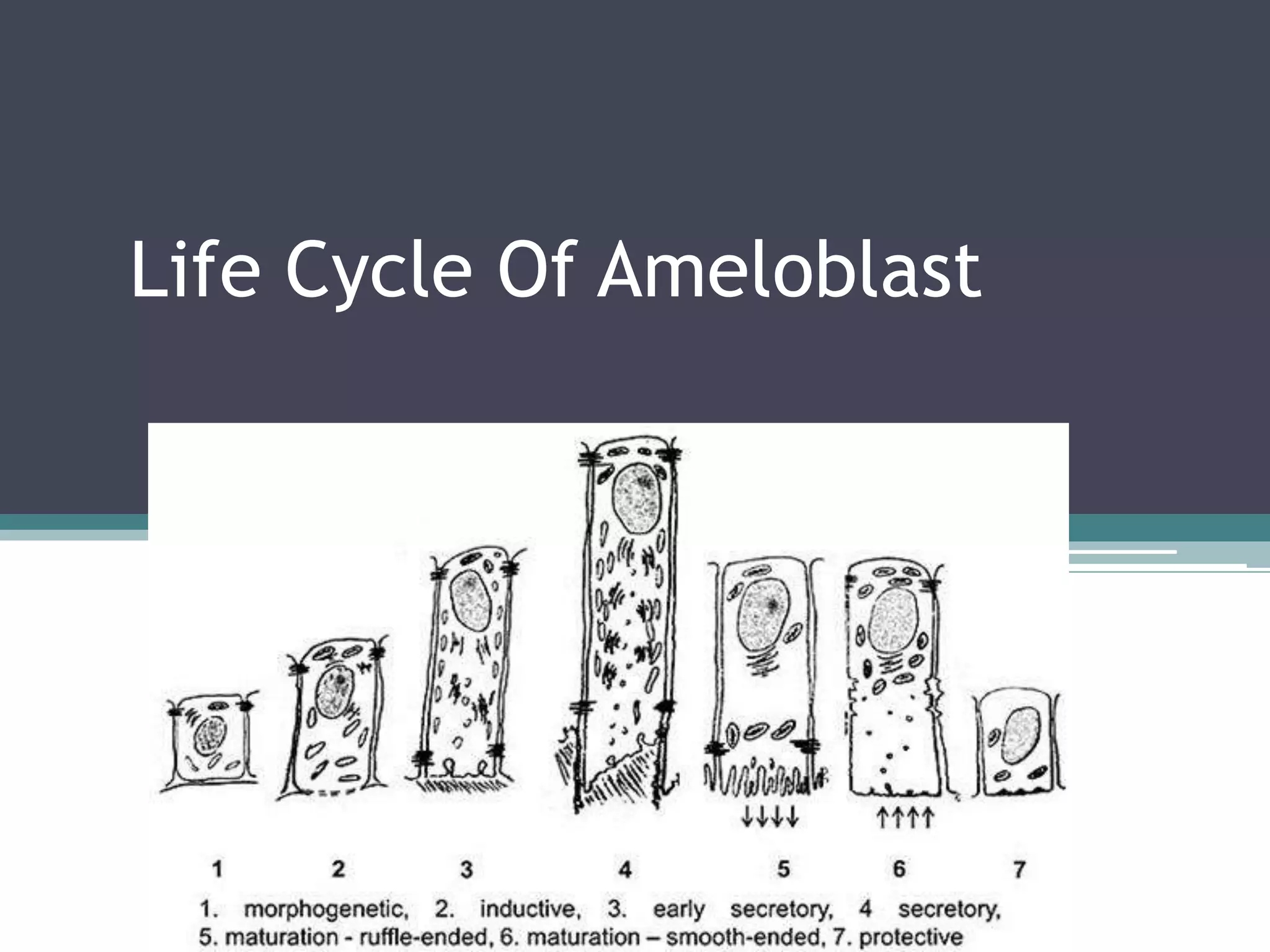 Life cycle of ameloblast | PPTX