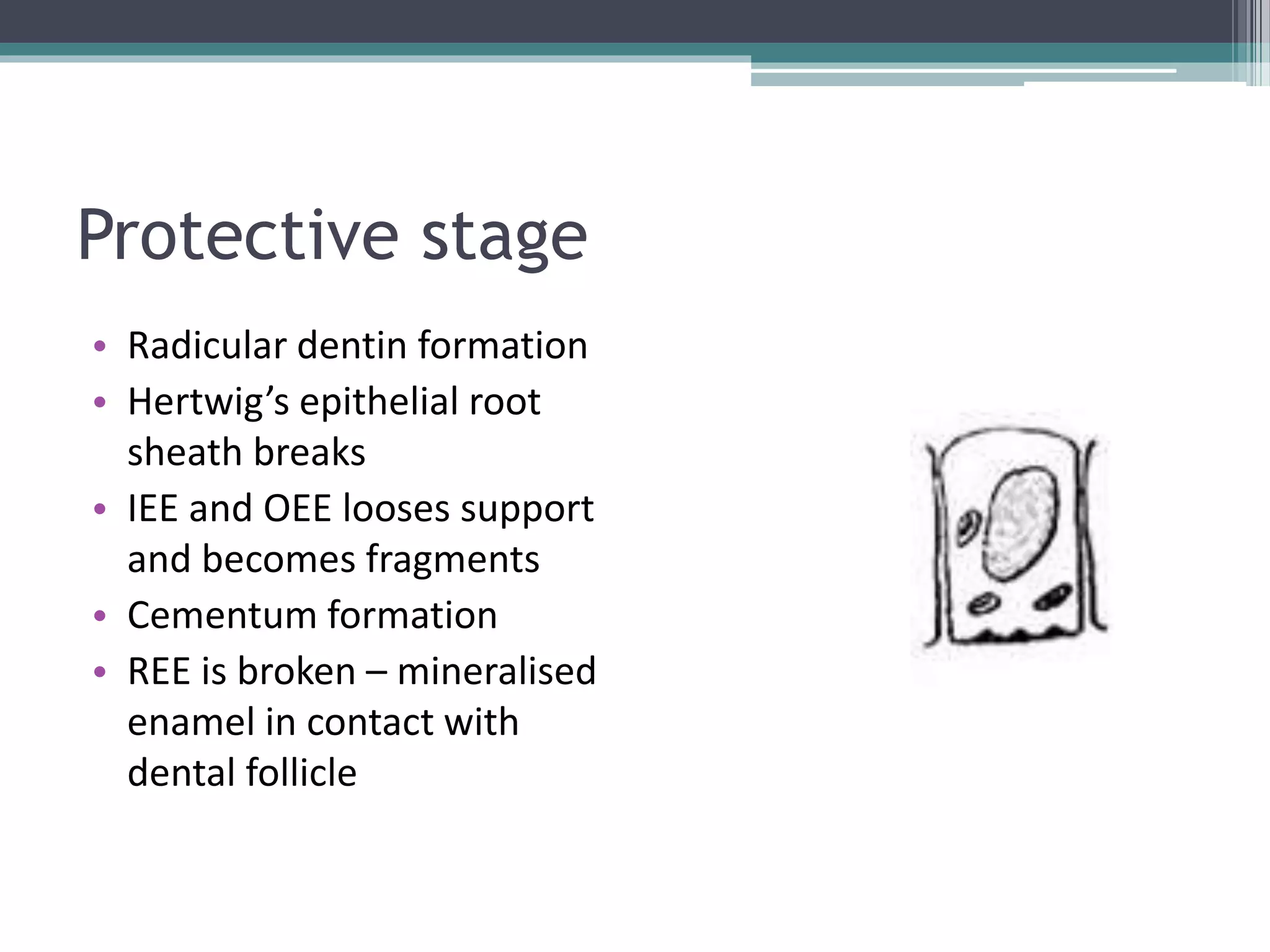 Life cycle of ameloblast | PPTX