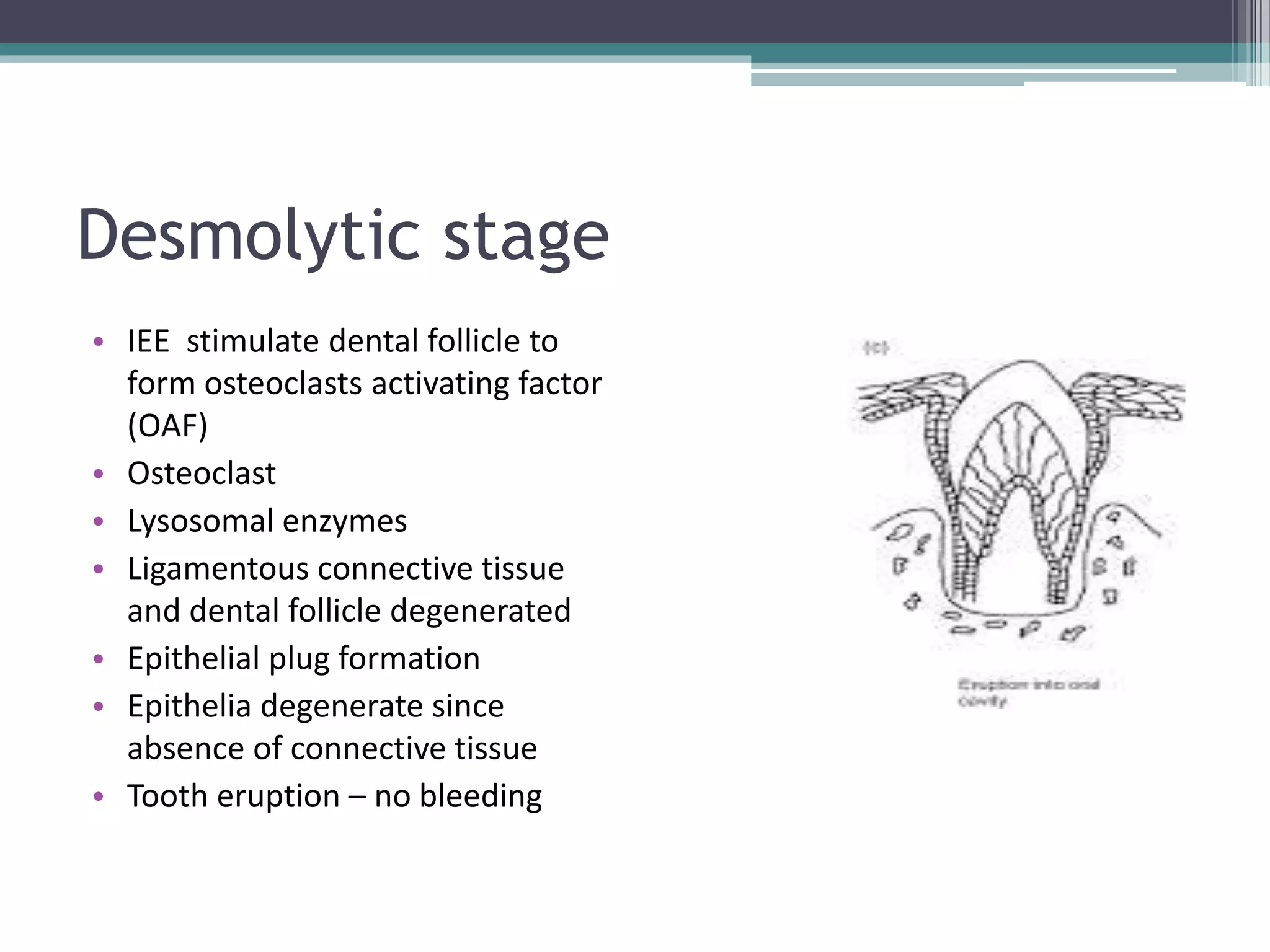 Life cycle of ameloblast | PPTX | Dental Health | Diseases and Conditions