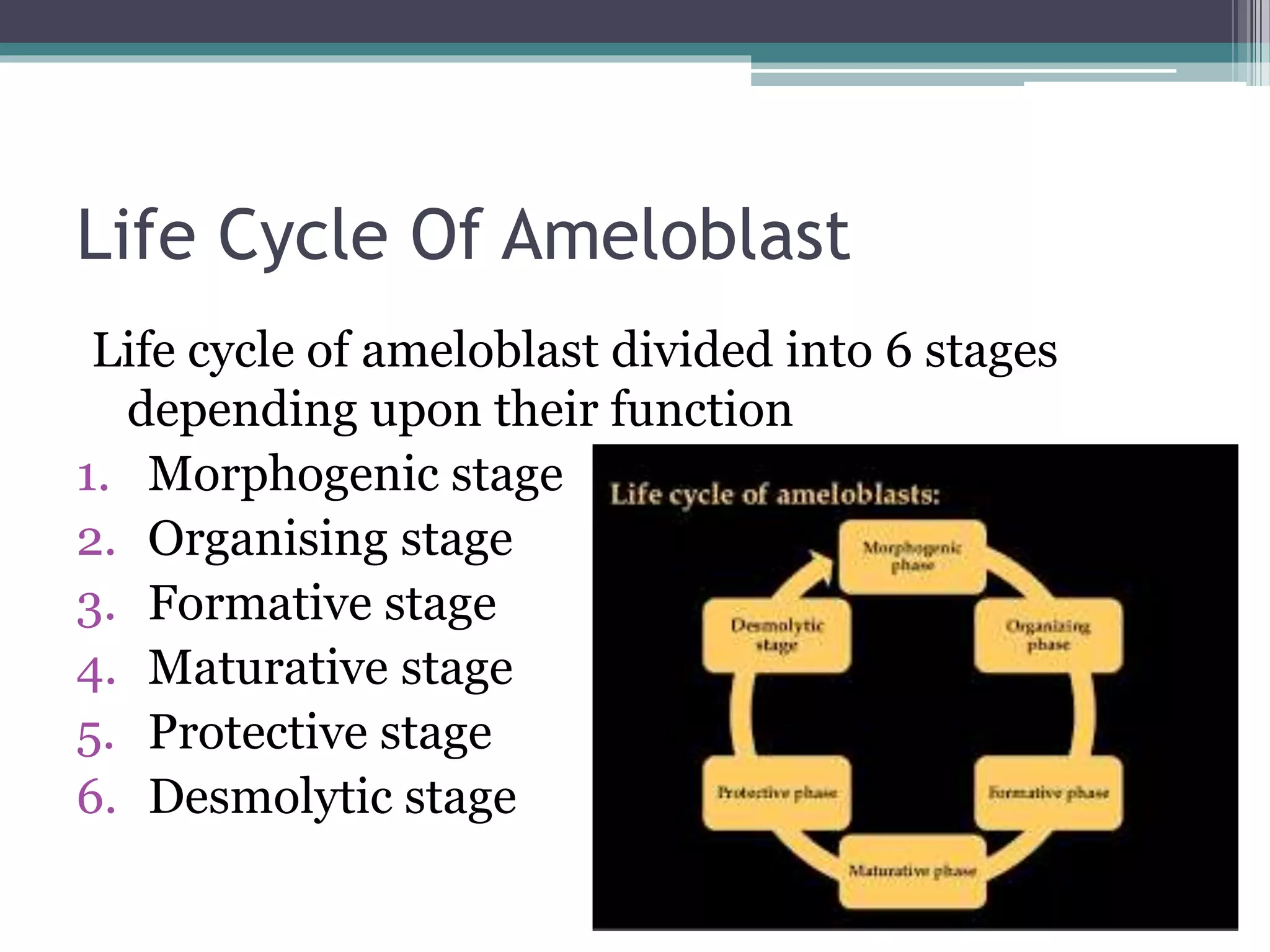 Life cycle of ameloblast | PPTX