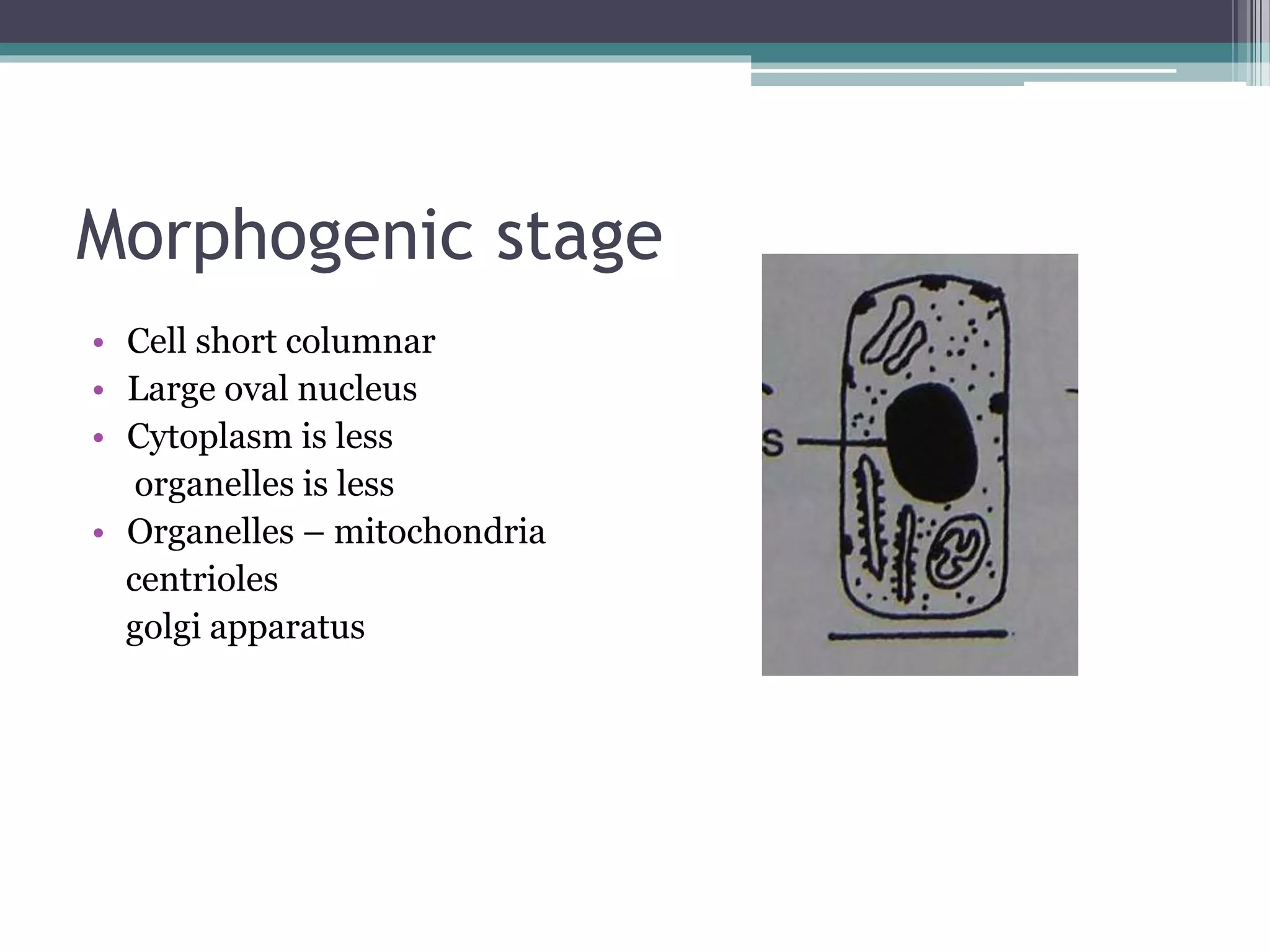 Life cycle of ameloblast | PPTX
