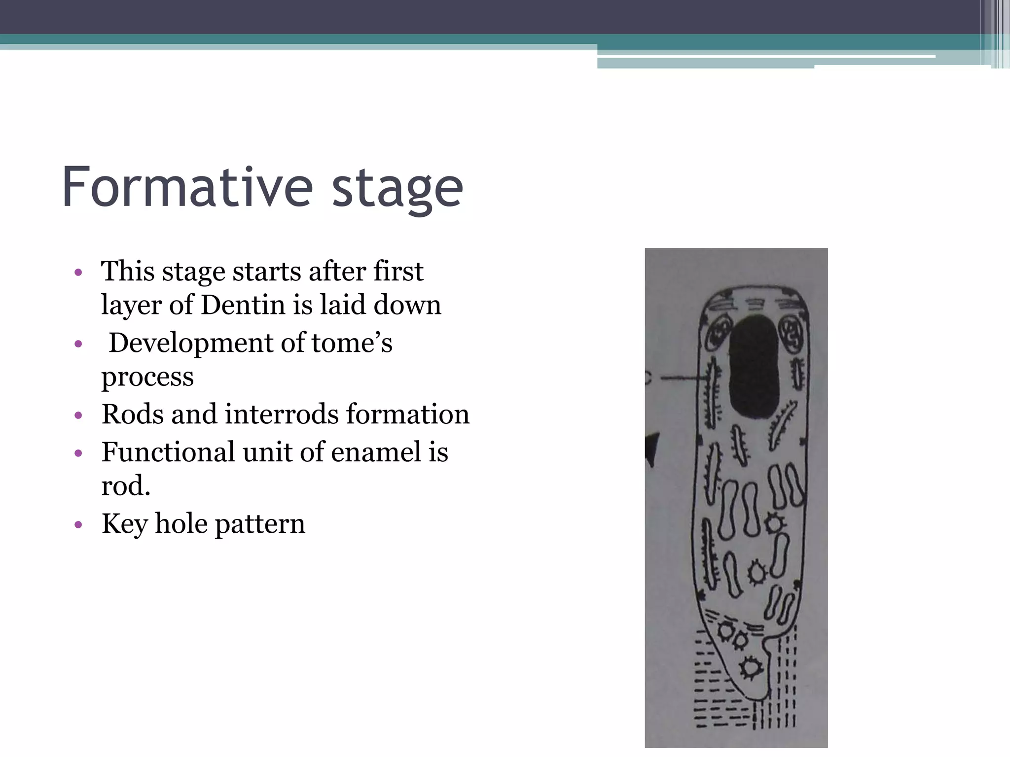 Life cycle of ameloblast | PPTX