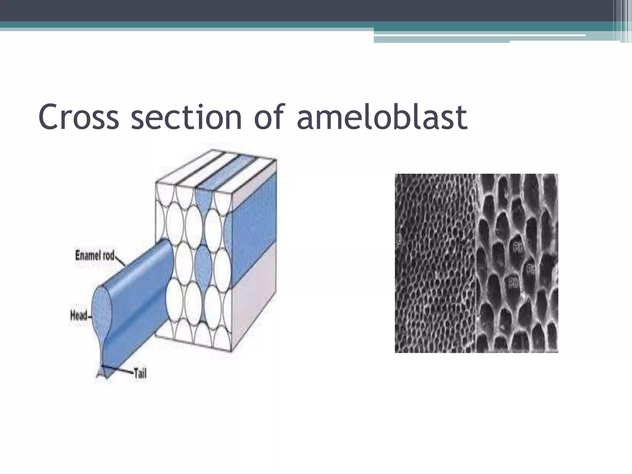 Life cycle of ameloblast | PPTX