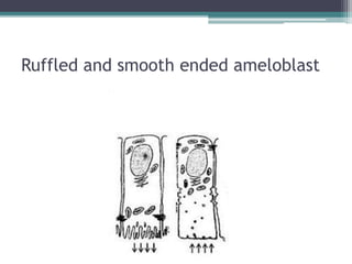 Life cycle of ameloblast | PPTX