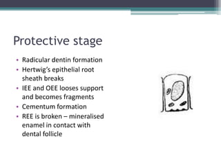 Life cycle of ameloblast | PPTX