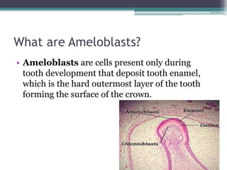 Life cycle of ameloblast | PPTX