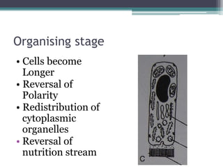 Life cycle of ameloblast | PPTX
