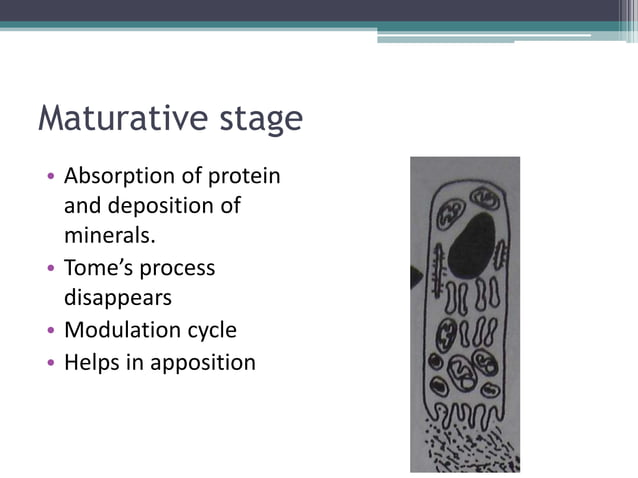 Life cycle of ameloblast | PPTX | Dental Health | Diseases and Conditions