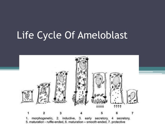 Life cycle of ameloblast