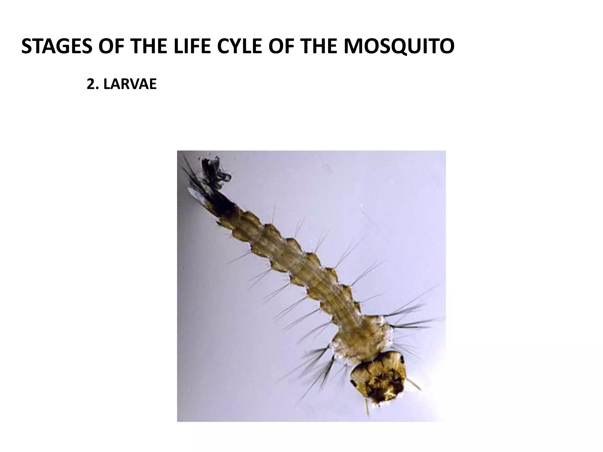 Life cycle of a mosquito | PPTX
