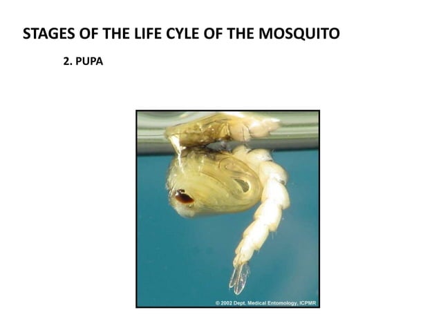 Life cycle of a mosquito | PPTX