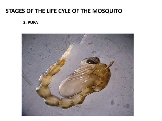 Life cycle of a mosquito | PPTX