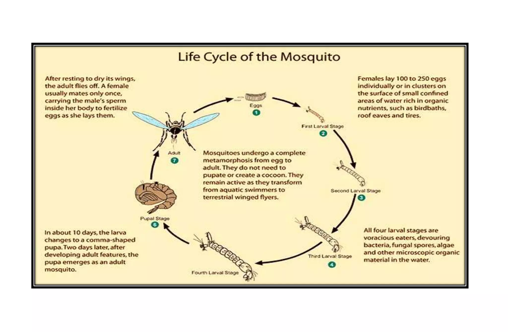 Life cycle of a mosquito w/ illustration | DOCX