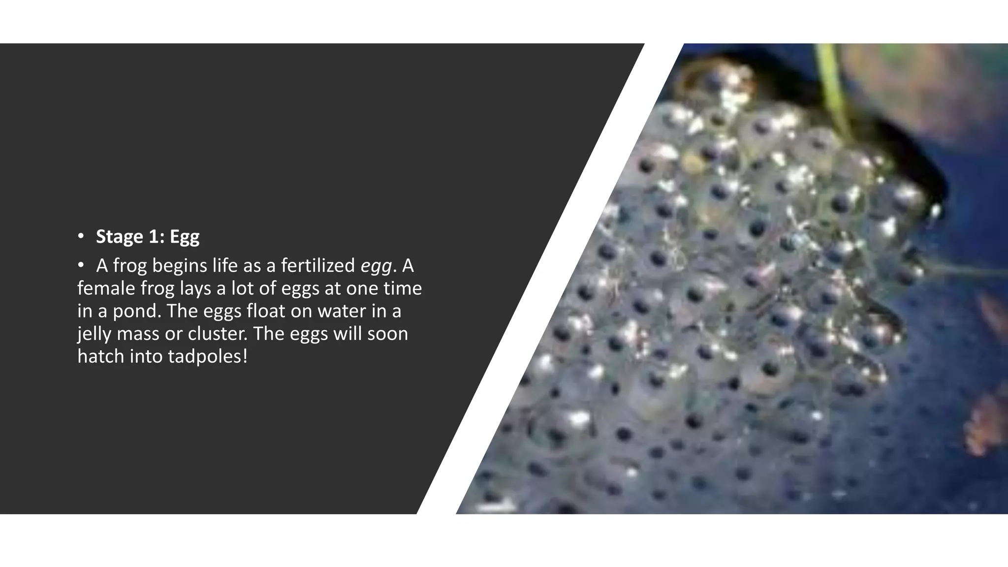 life cycle of amphibian frog.pptx