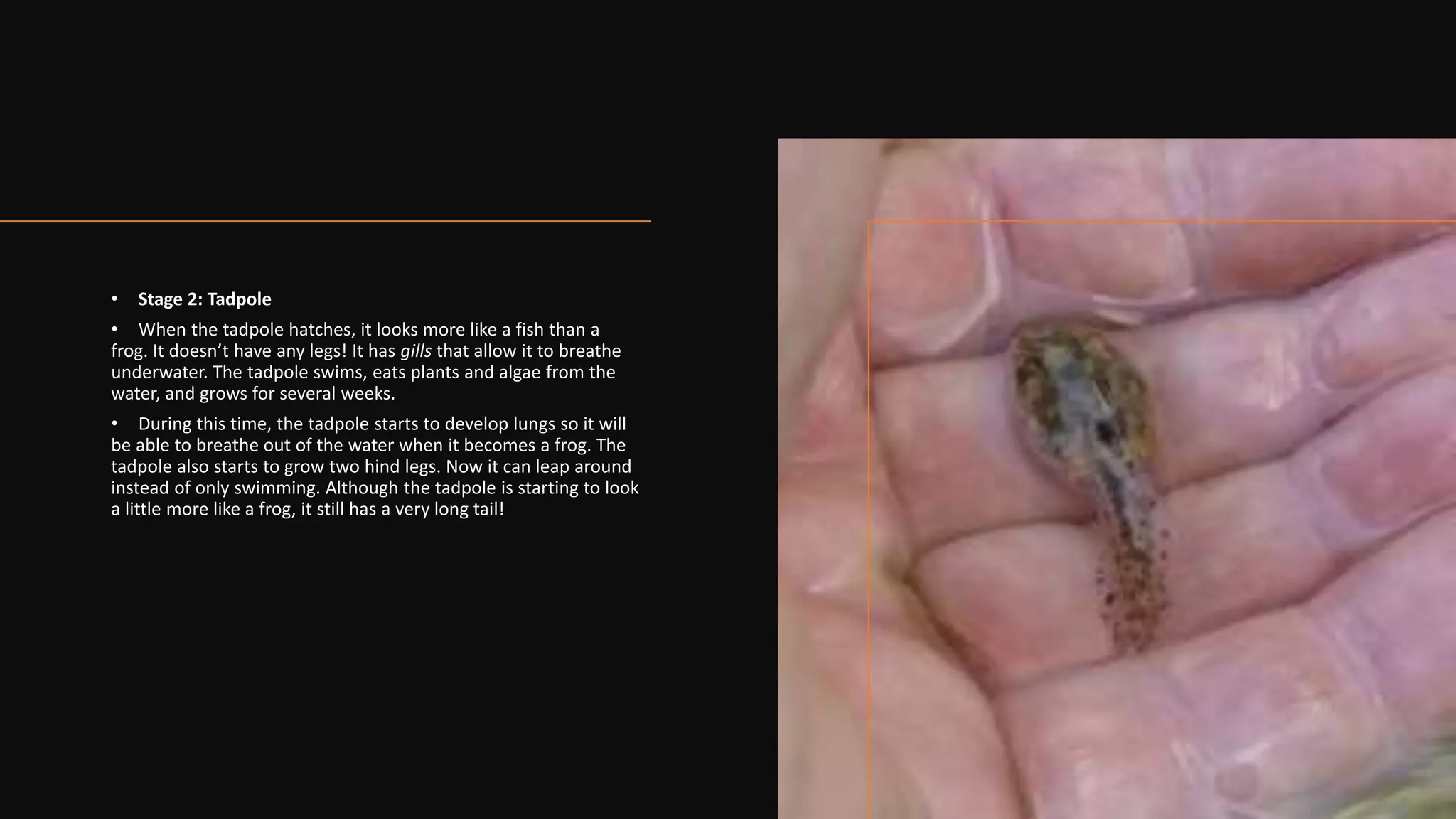 life cycle of amphibian frog.pptx