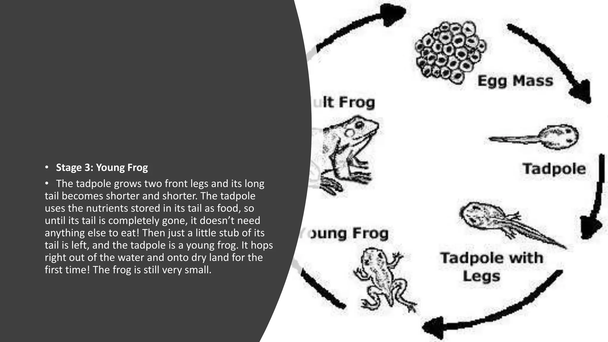 life cycle of amphibian frog.pptx