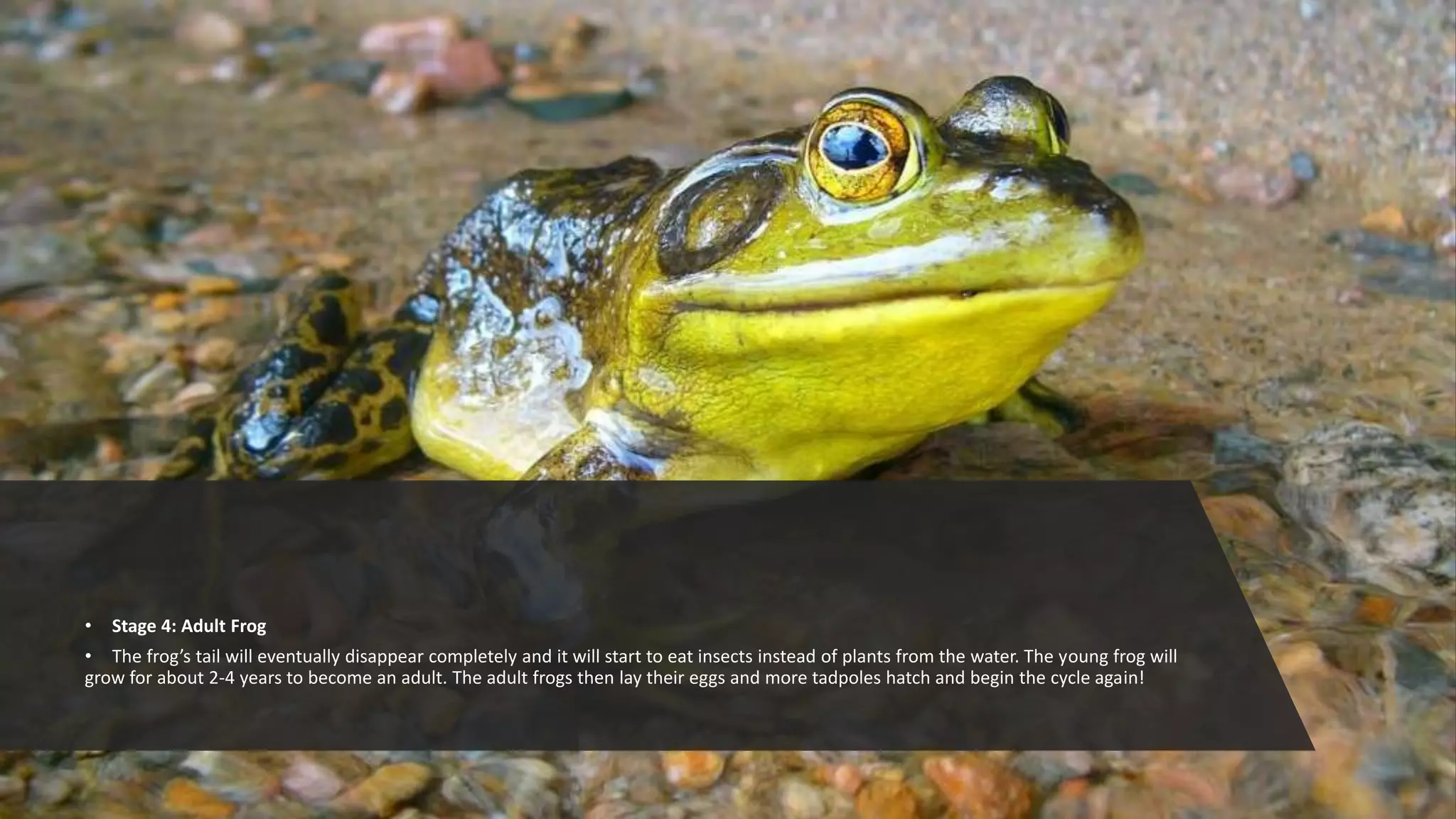 life cycle of amphibian frog.pptx