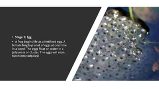 life cycle of amphibian frog.pptx