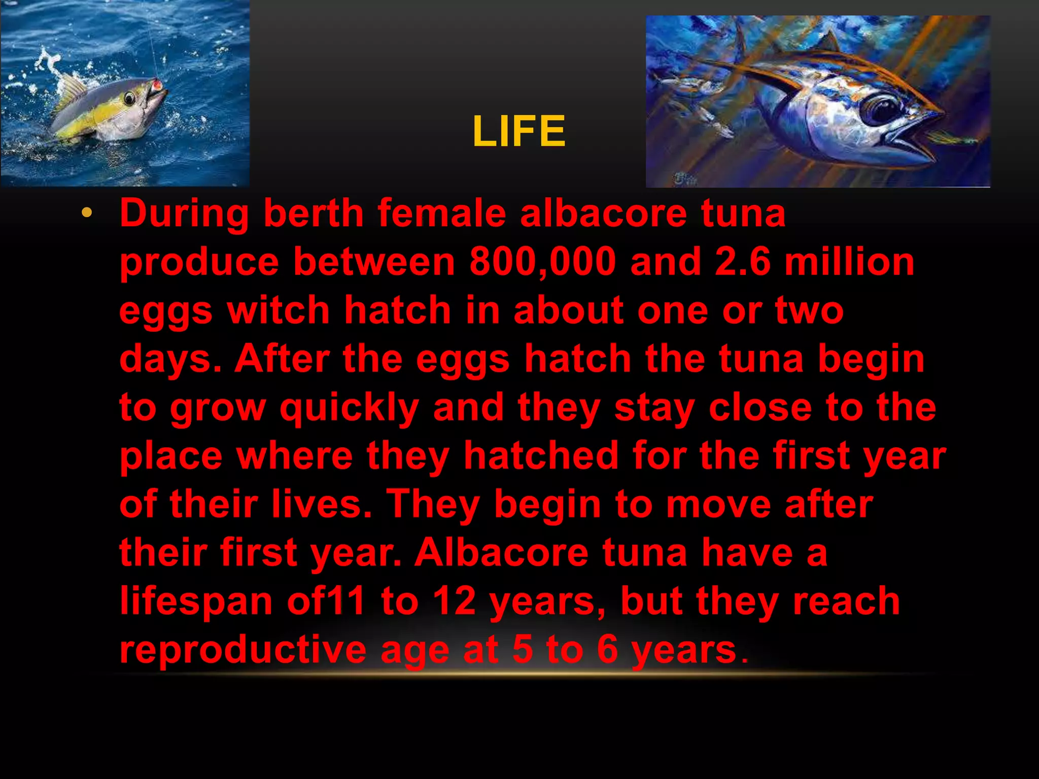 Life cycle of an albacore tuna presantation | PPTX | Fish and Aquariums ...