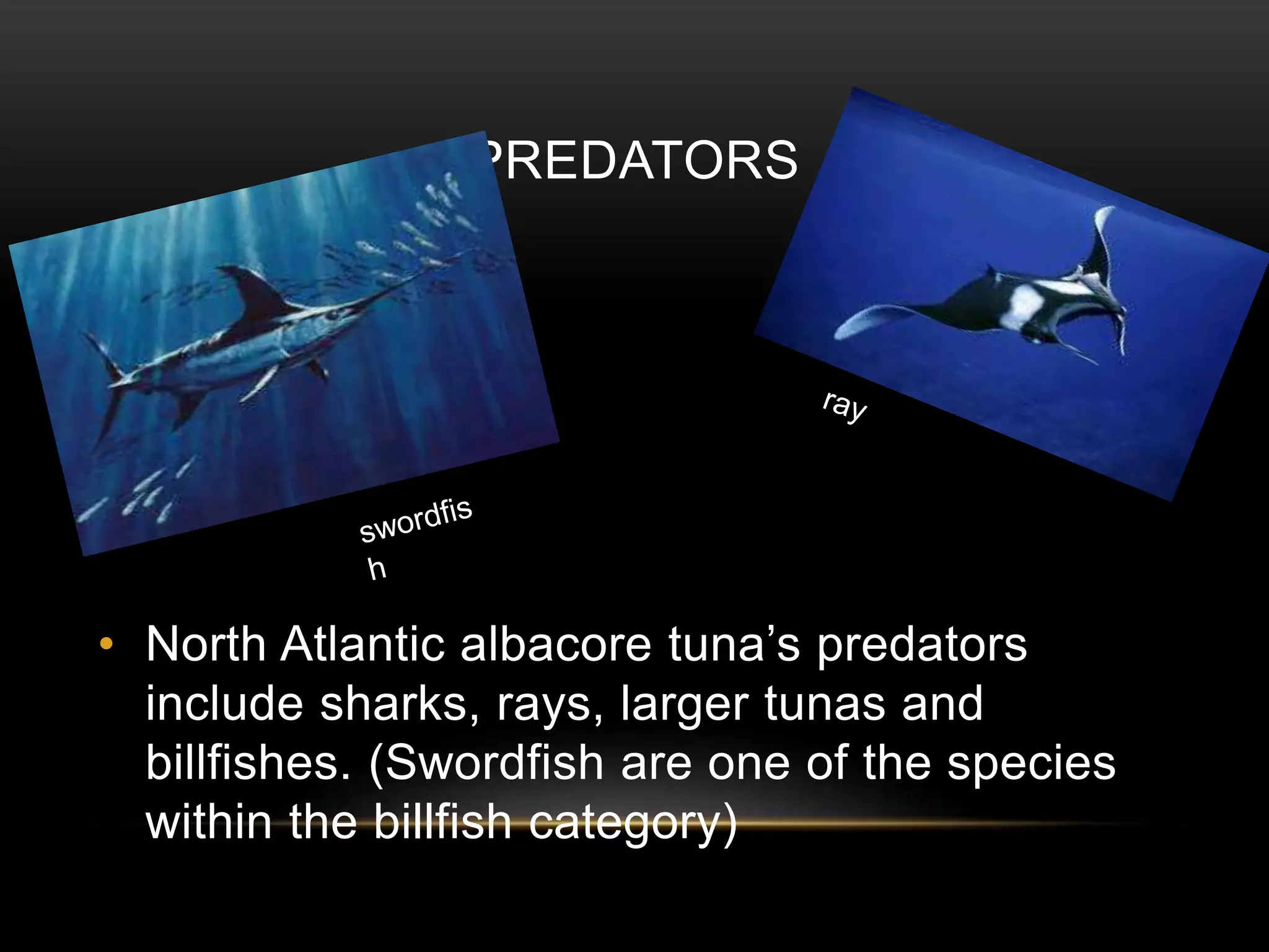 Life cycle of an albacore tuna presantation | PPTX | Fish and Aquariums ...