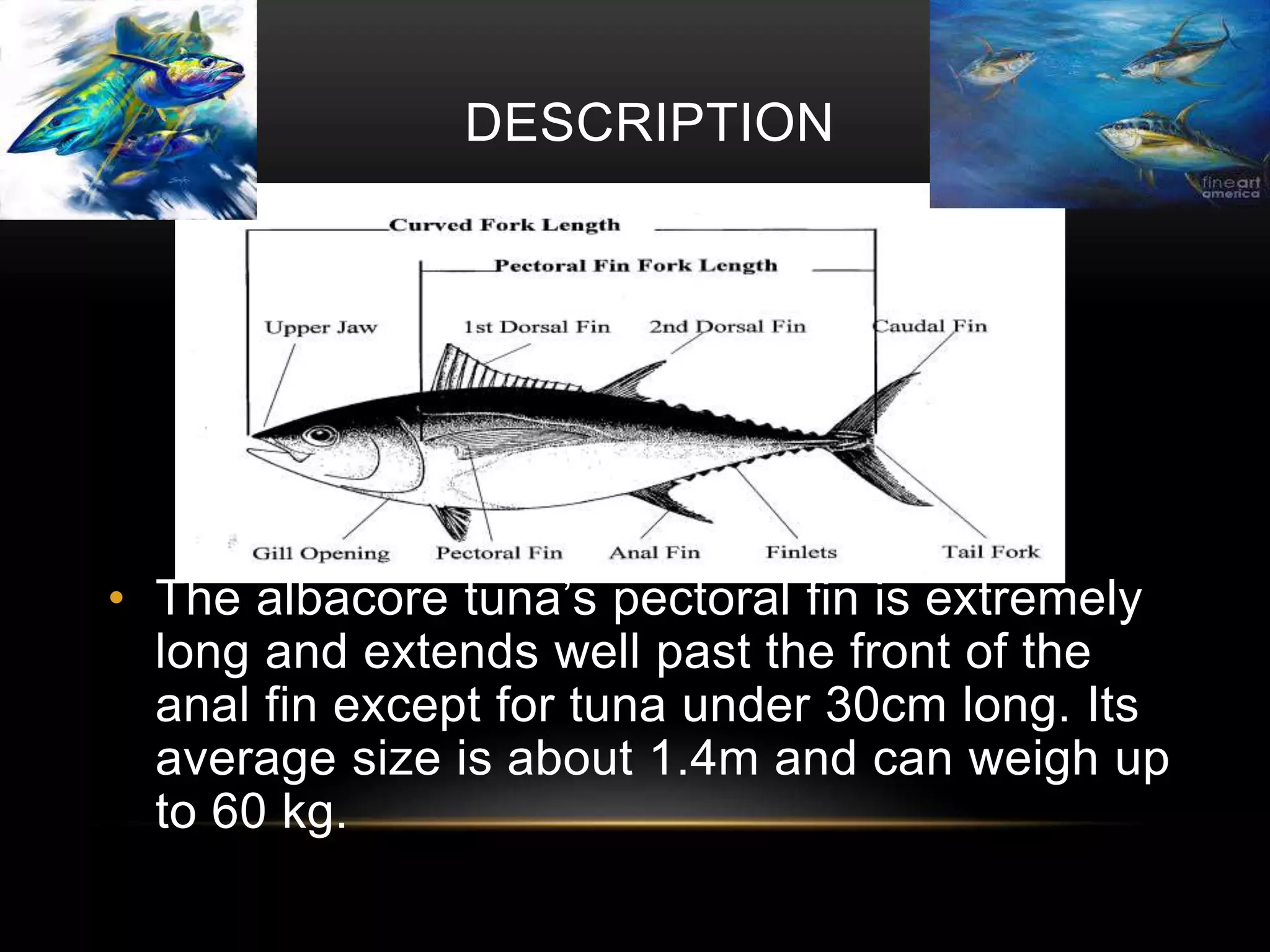 Life cycle of an albacore tuna presantation | PPTX | Fish and Aquariums ...