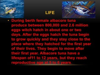 Life cycle of an albacore tuna presantation | PPTX | Fish and Aquariums ...