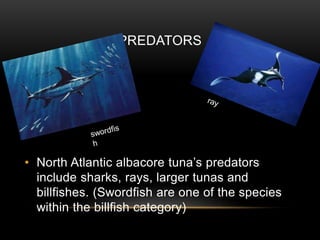 Life cycle of an albacore tuna presantation | PPTX | Fish and Aquariums ...